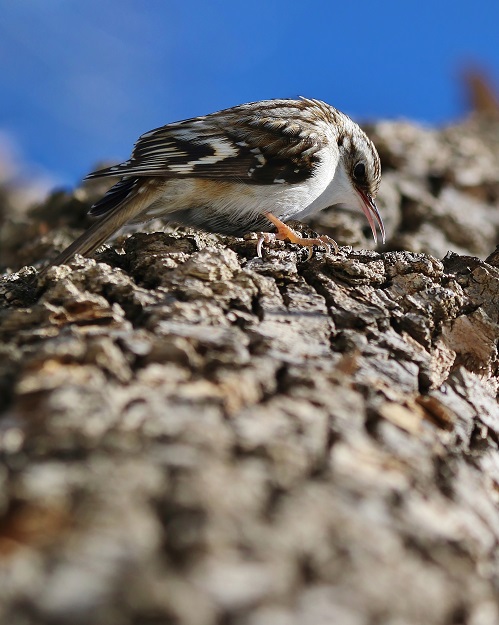 Creeper Creeping – BIRDS AND BEES AND BLOOMS: Photos and Poems by ...