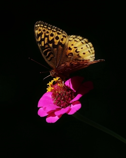 Great Spangled Fritillary on Pink Zinnia Flower – BIRDS AND BEES AND ...